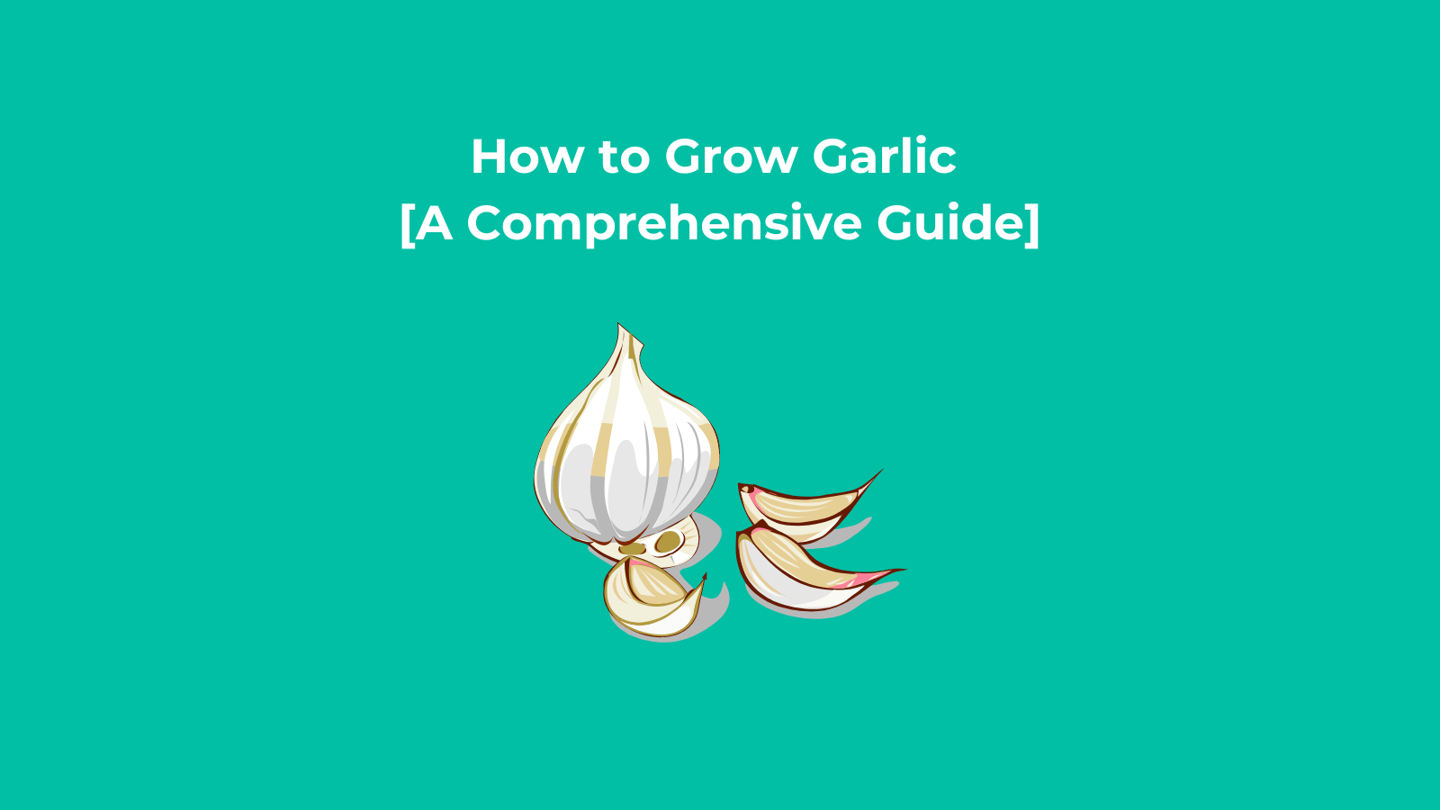 How to Grow Garlic [A Comprehensive Guide]