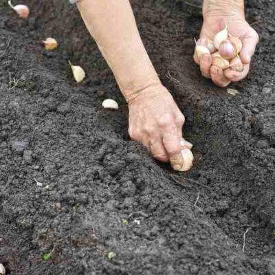 How to Grow Garlic [A Comprehensive Guide]