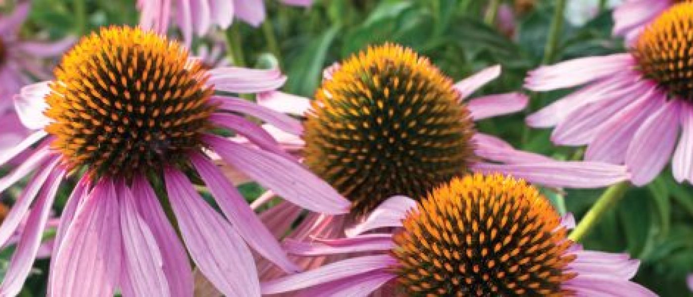 Spændende nye forskningsresultater med den røde solhat - Sund-Forskning