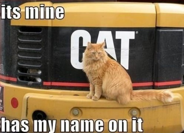 Top 10 Most Popular Cat Names In The UK top-10-most-popular-cat-names-in-the-uk