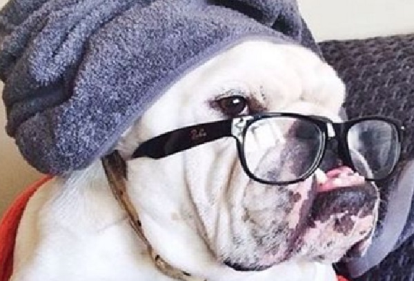 Top 10 Best Human Friendly Dog Breeds