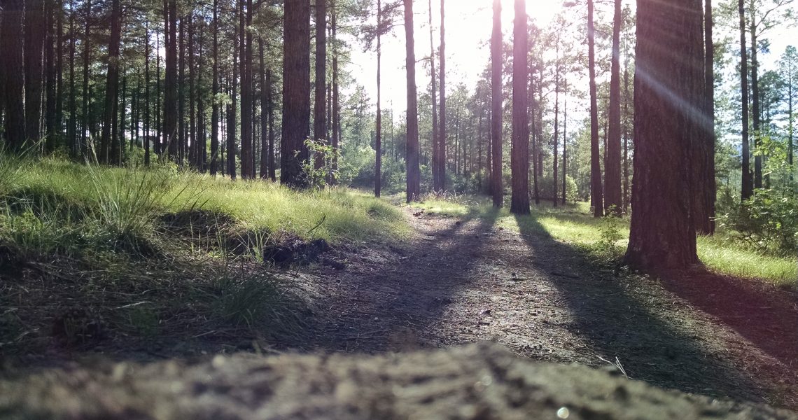 Vinnova stödjer Treesearch med 70 miljoner kronor via BioInnovation