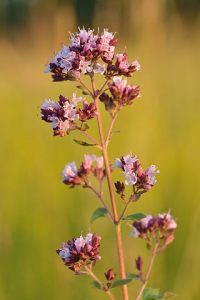 Oregano – Merian – Middelalderurter – Urteblog