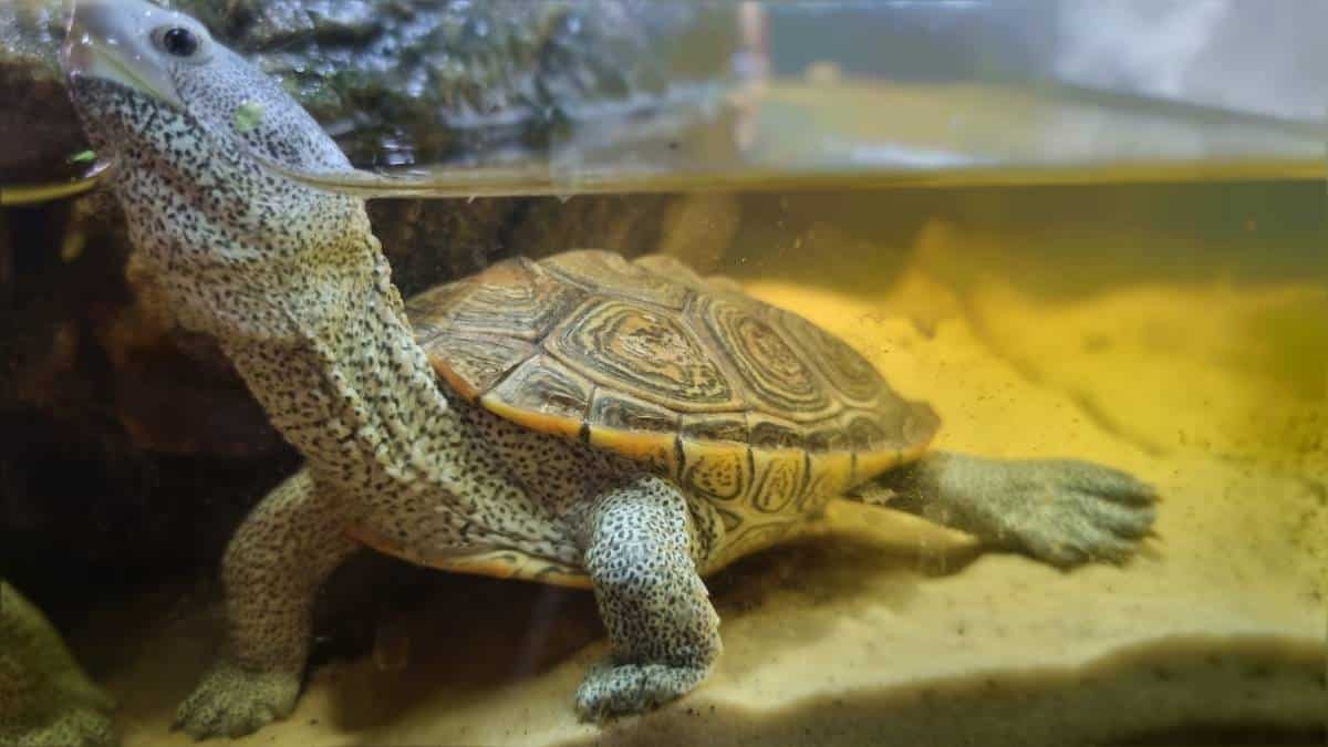 Malaclemys terrapin centrata - Diamantschildkröten Nachzuchten