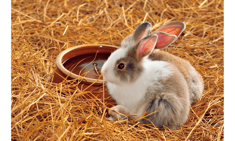 What do rabbits eat » AajKaAkhbaar.com » Lifestyle