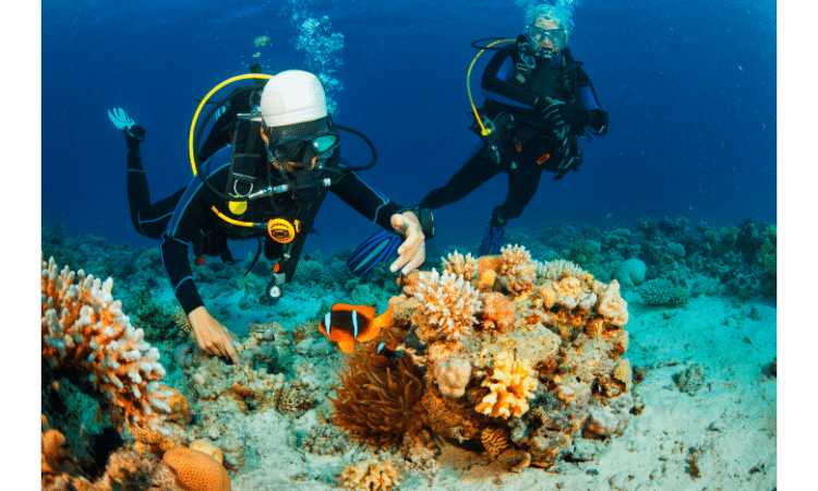 10 Essential Scuba Diving Tips for Beginners » AajKaAkhbaar.com