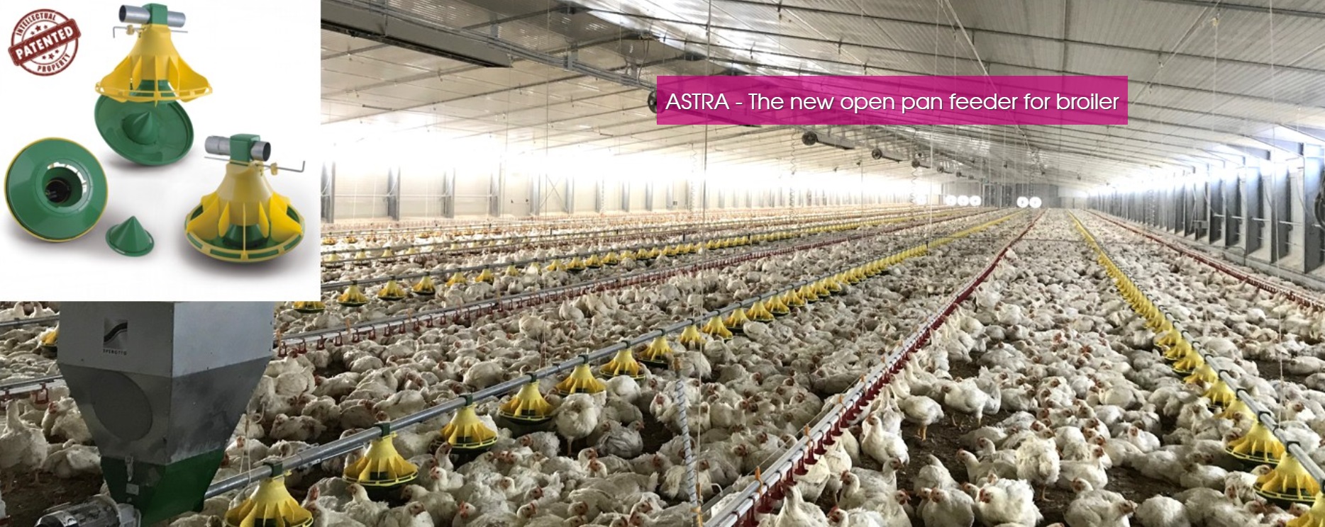 Feeding System - ACMAVED