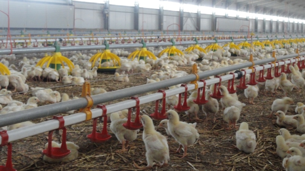 Feeding System - ACMAVED