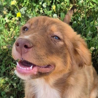 Maak kennis met: Juno - Stichting FTS Paws of Greece