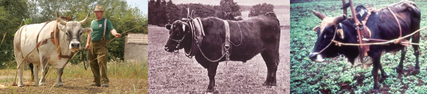 Year of the ox: an informative celebration of work oxen technologies ...