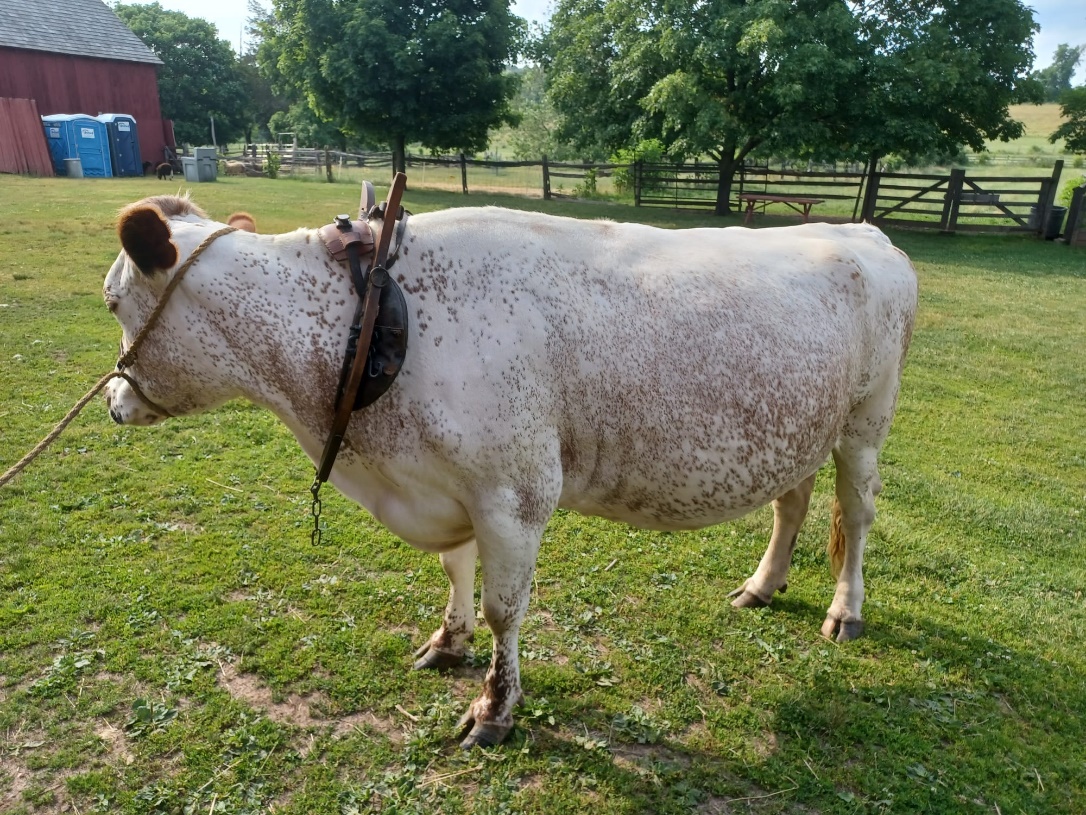 Draft Animal Conformation – Agricultural Museums