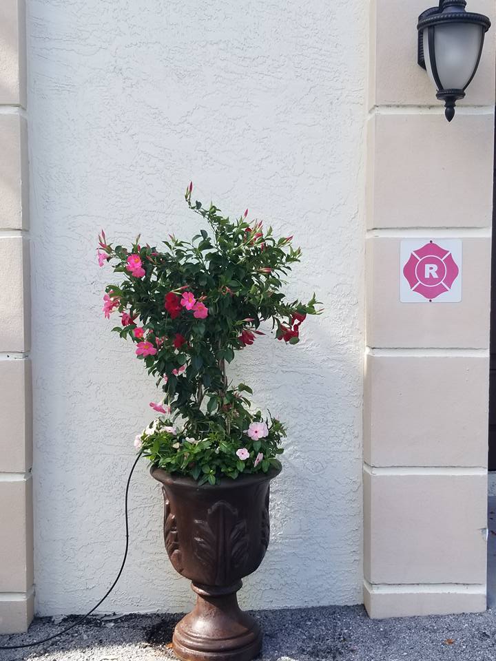 32253776_204838406909639_5024454735172730880_n – Amazing Buds