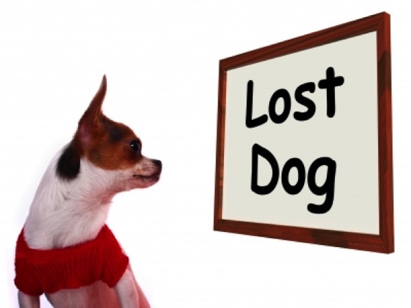 What To Do If Your Dog Goes Missing Animal Sitting Blog what-to-do-if-your-dog-goes-missing-animal-sitting-blog