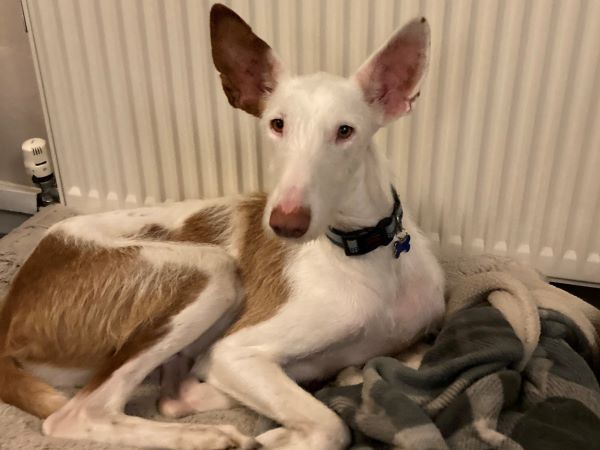 Chulo gets a new life!