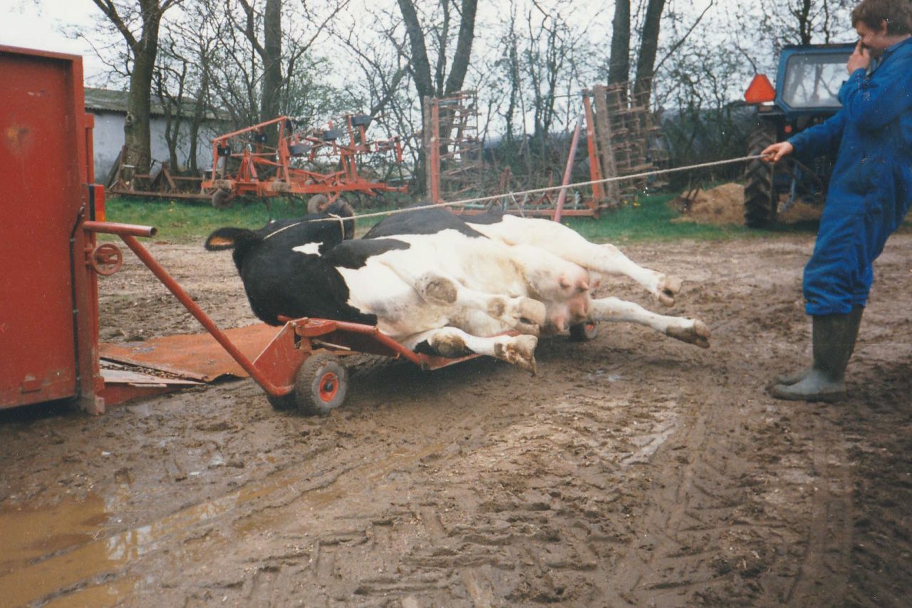 Gallery | Aqua Cow System