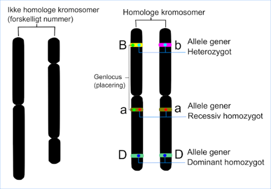 Genetik – Biologividen