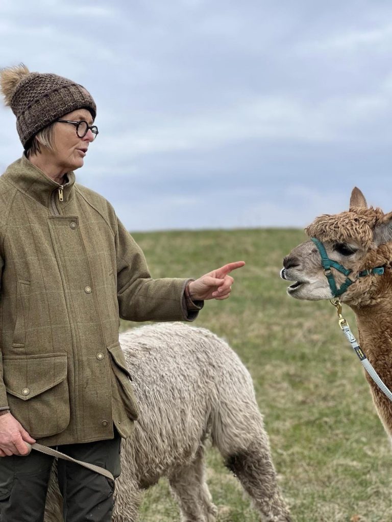Alpackorna i Skåne Tranås | Bokedala Alpacka Farm – Alpacka med känsla