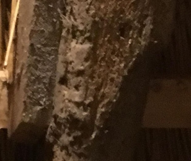 Identifikation af borebiller | Symptomer og effektive løsninger