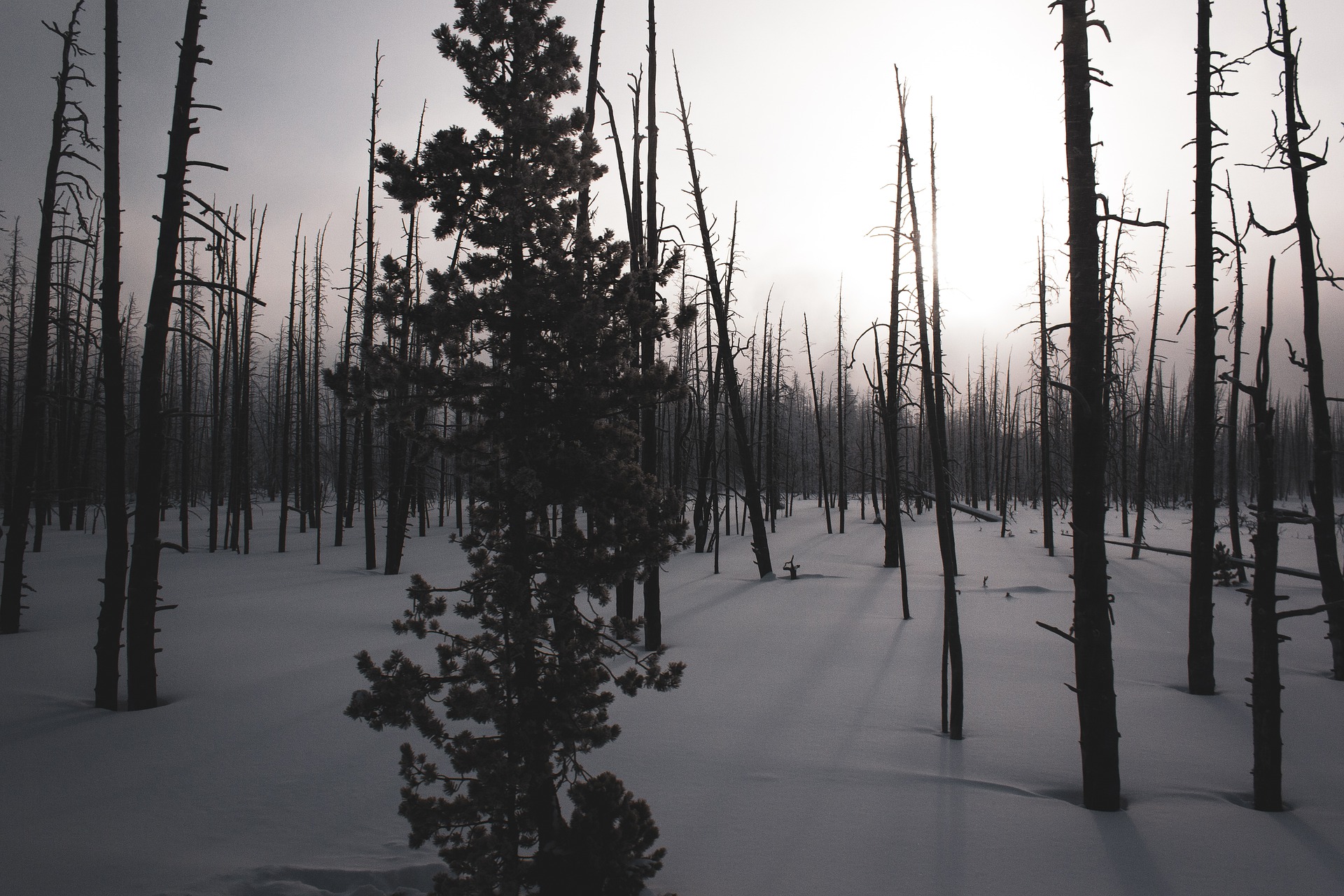 Best Horror Snow Days | Breaking the Glass Slipper