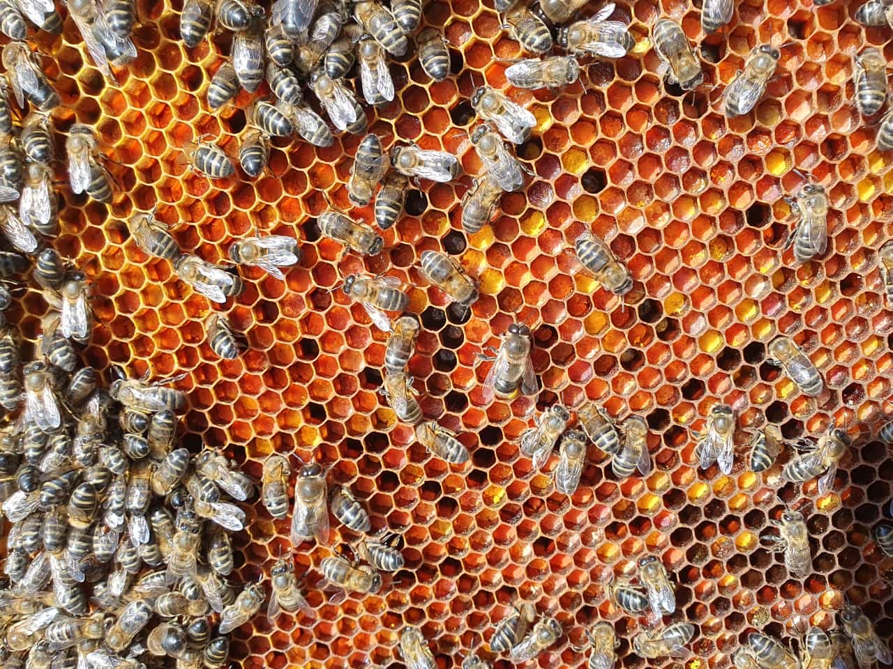 Insects, Boundaries and the 3 Stages – Camino de la Fertilidad