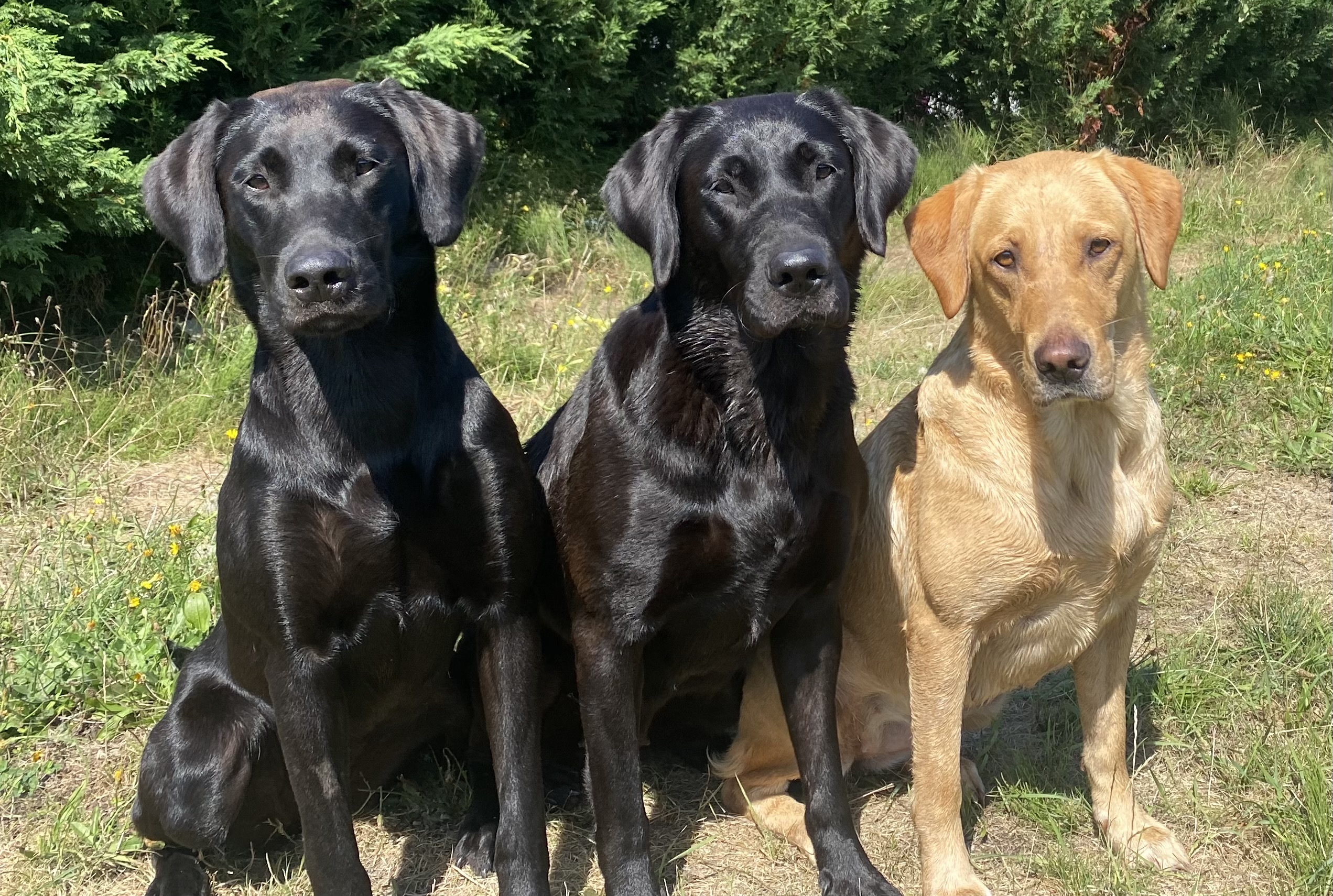 Field Trail Labrador Retriever - Canem Mundi
