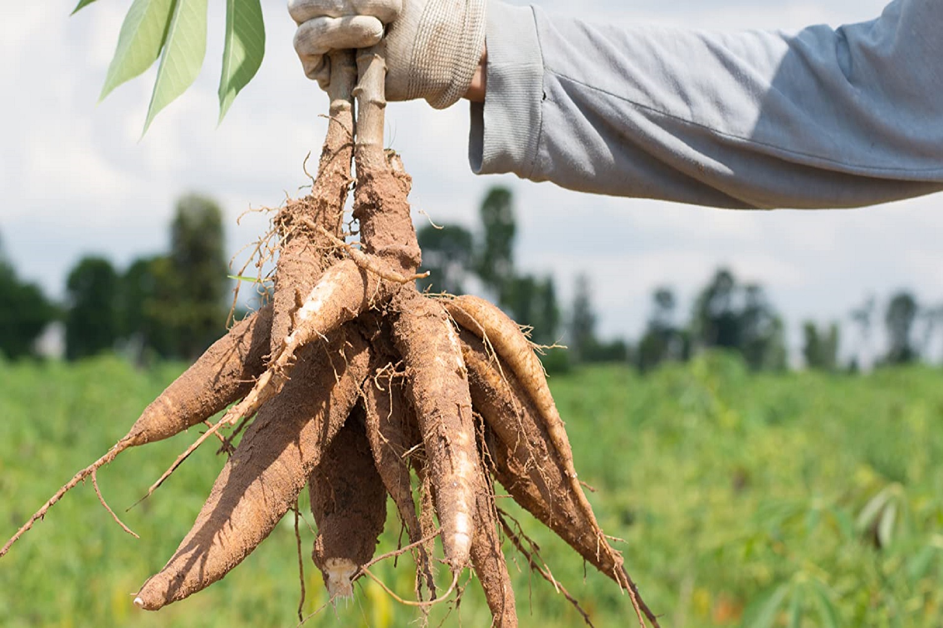 Casaba Vodka - Enjoy your tropical moment