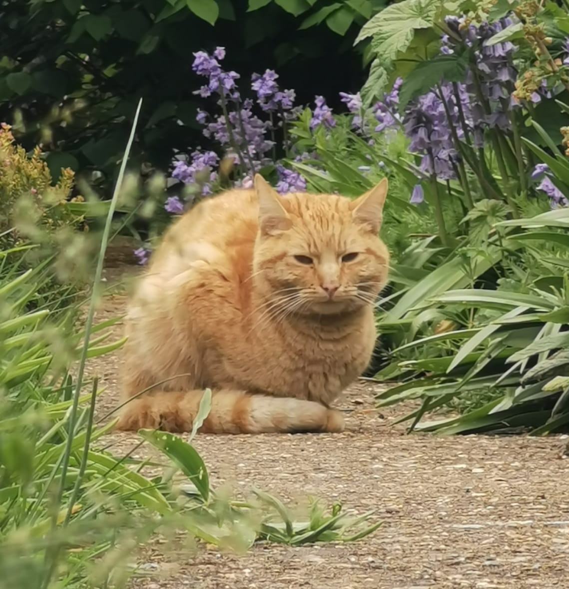 Cats for Adoption – The Cats Whiskers Rescue