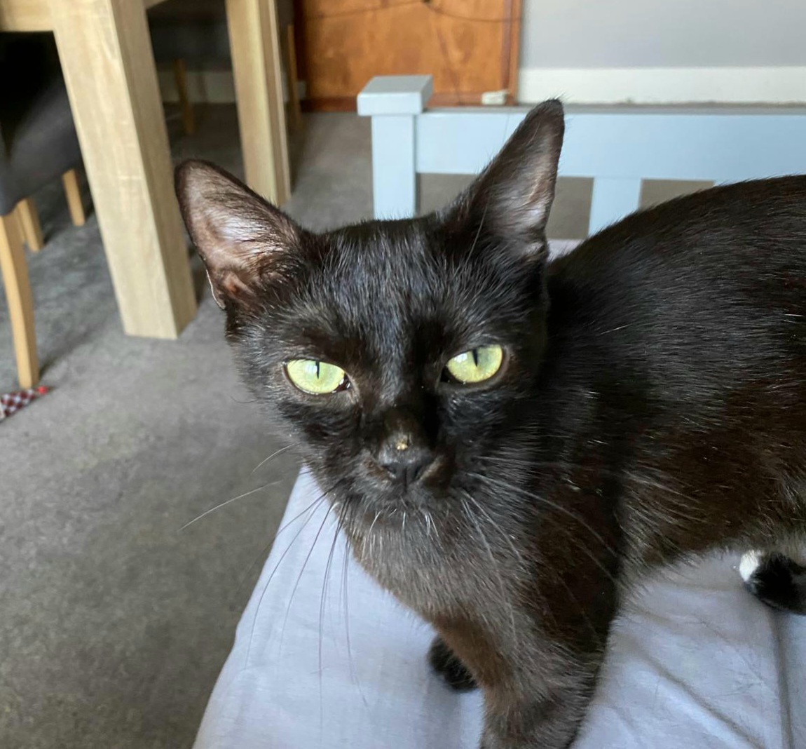 Cats for Adoption – The Cats Whiskers Rescue