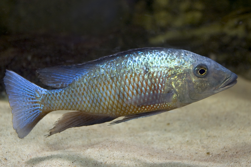 Fossorochromis rostratus - Artbeskrivning