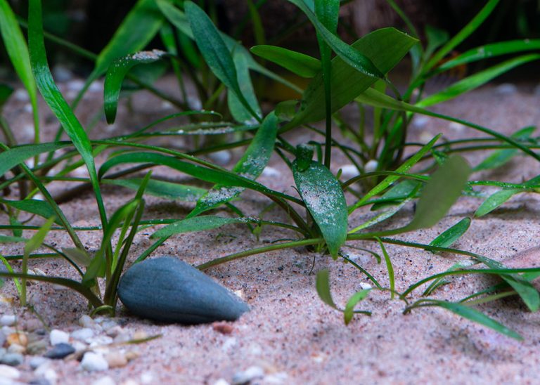 Cryptocoryne lucens - Ciklider.se