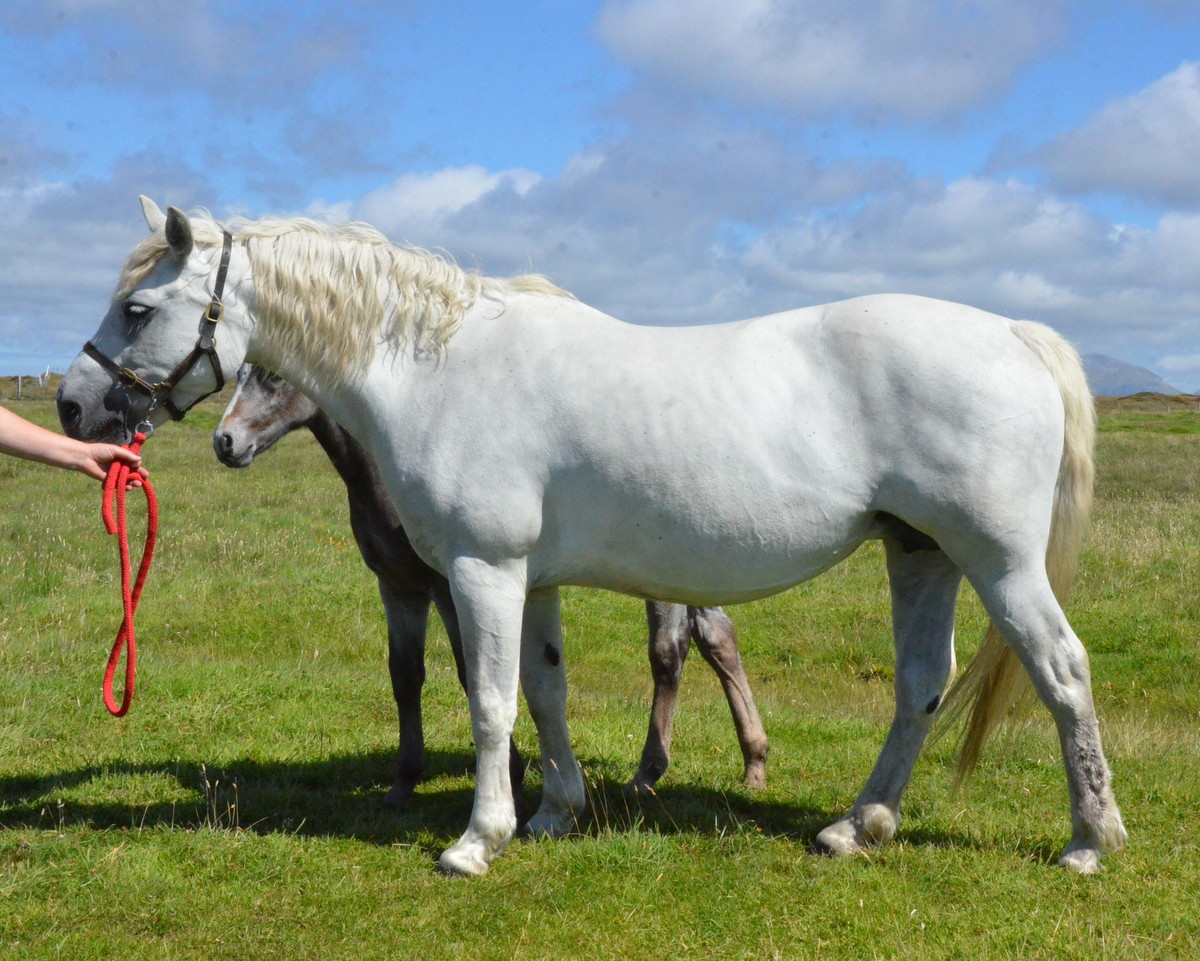Clifden 2022 – Dansk Connemara Pony Selskab