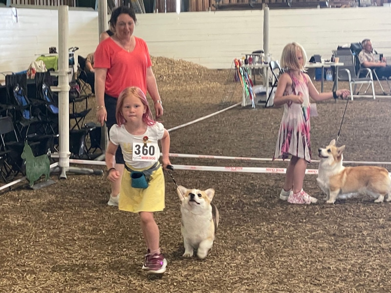Barn og Hund 2022 – Norsk Welsh Corgi Klubb