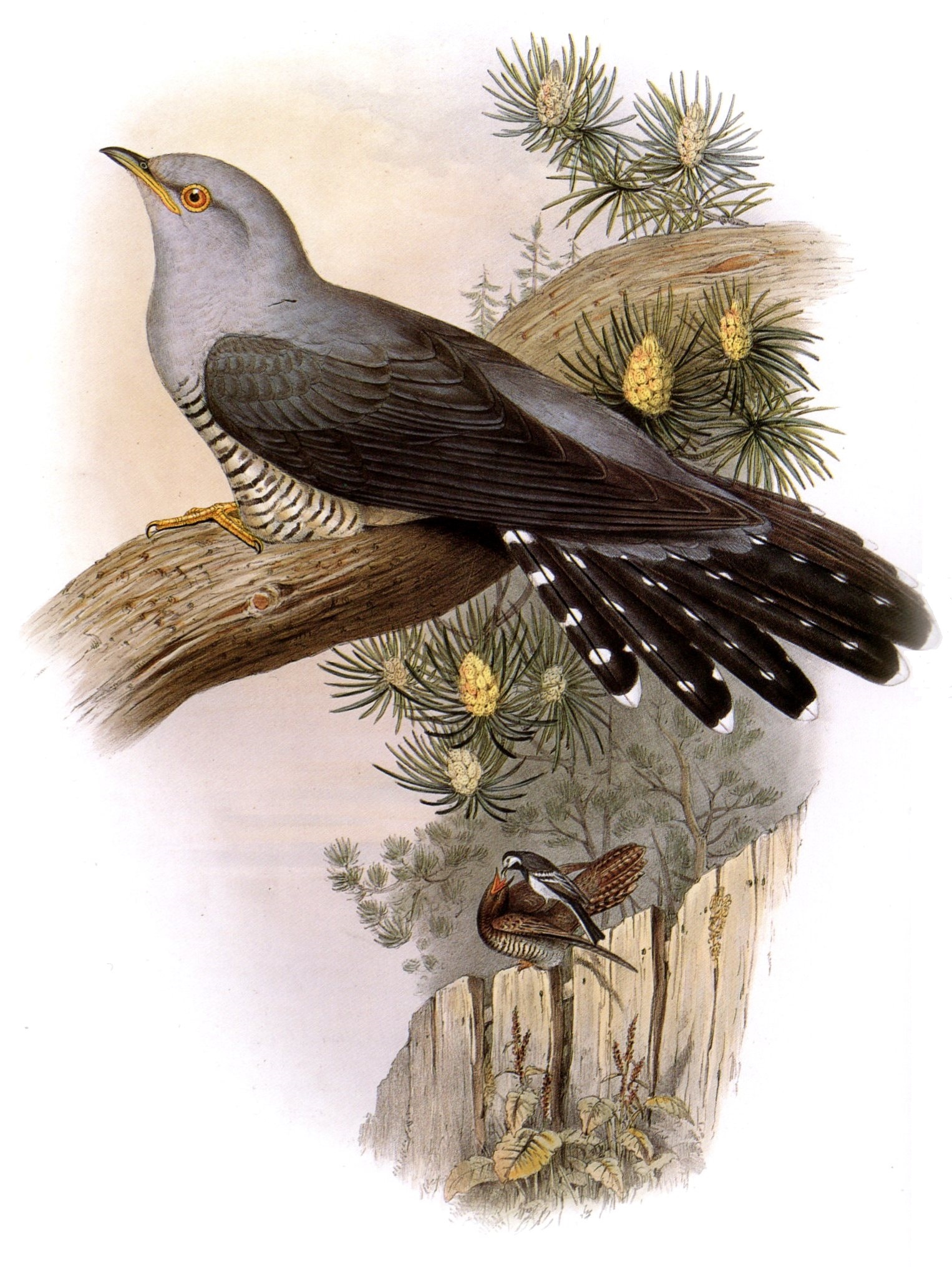 L’oiseau du mois (08/2025) – Le Coucou Gris – COWB