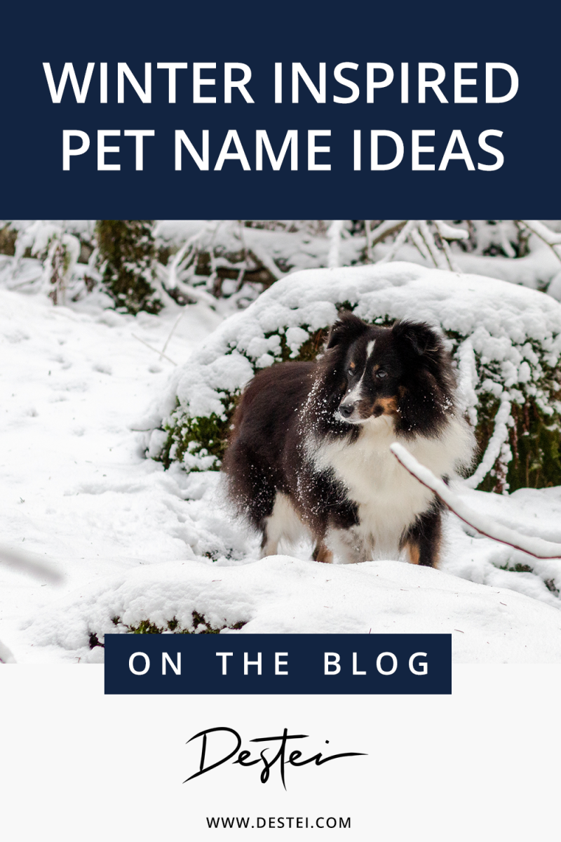 Winter Inspired Pet Name Ideas – Destei Design Studio