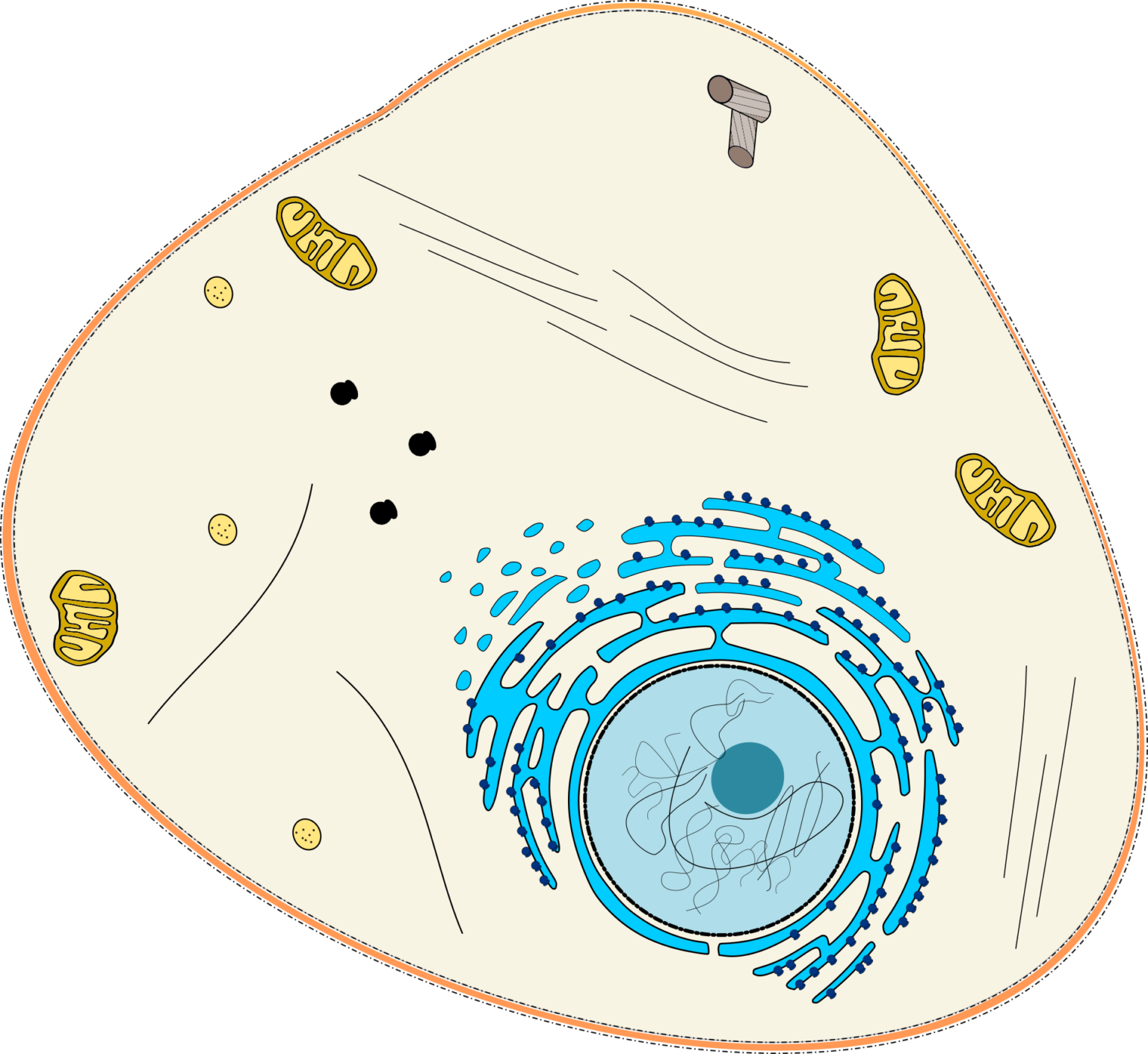 Celler - Det er godt at vide