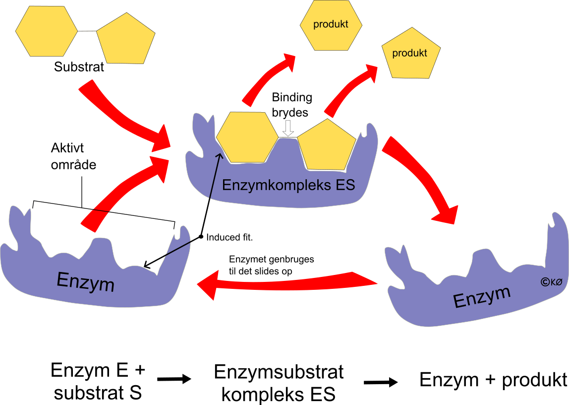 Enzymer - Det er godt at vide