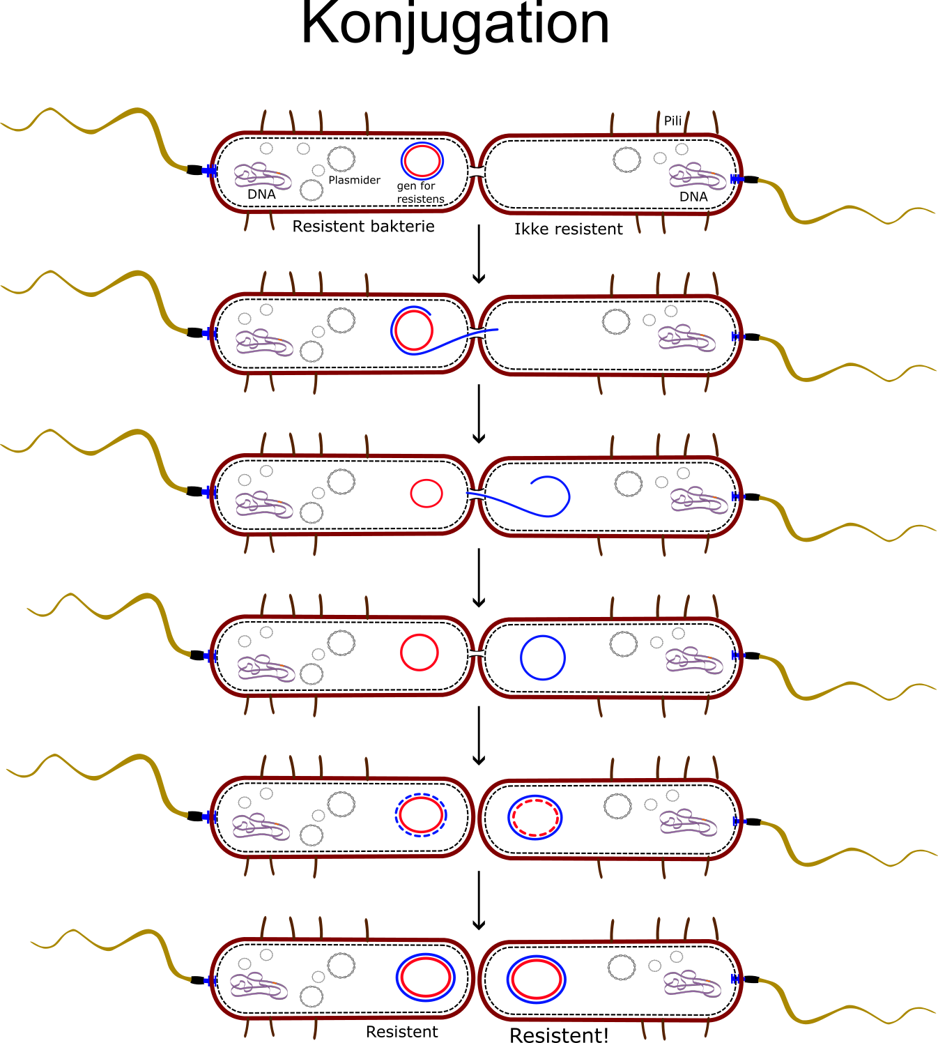Resistente bakterier - Det er godt at vide