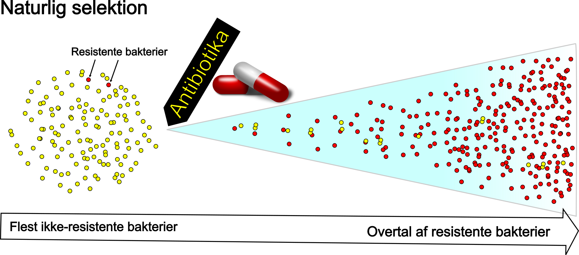 Resistente bakterier - Det er godt at vide