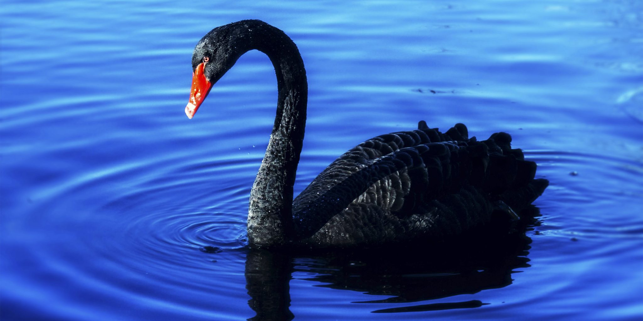 Den sorte svane – Det Sovende Får