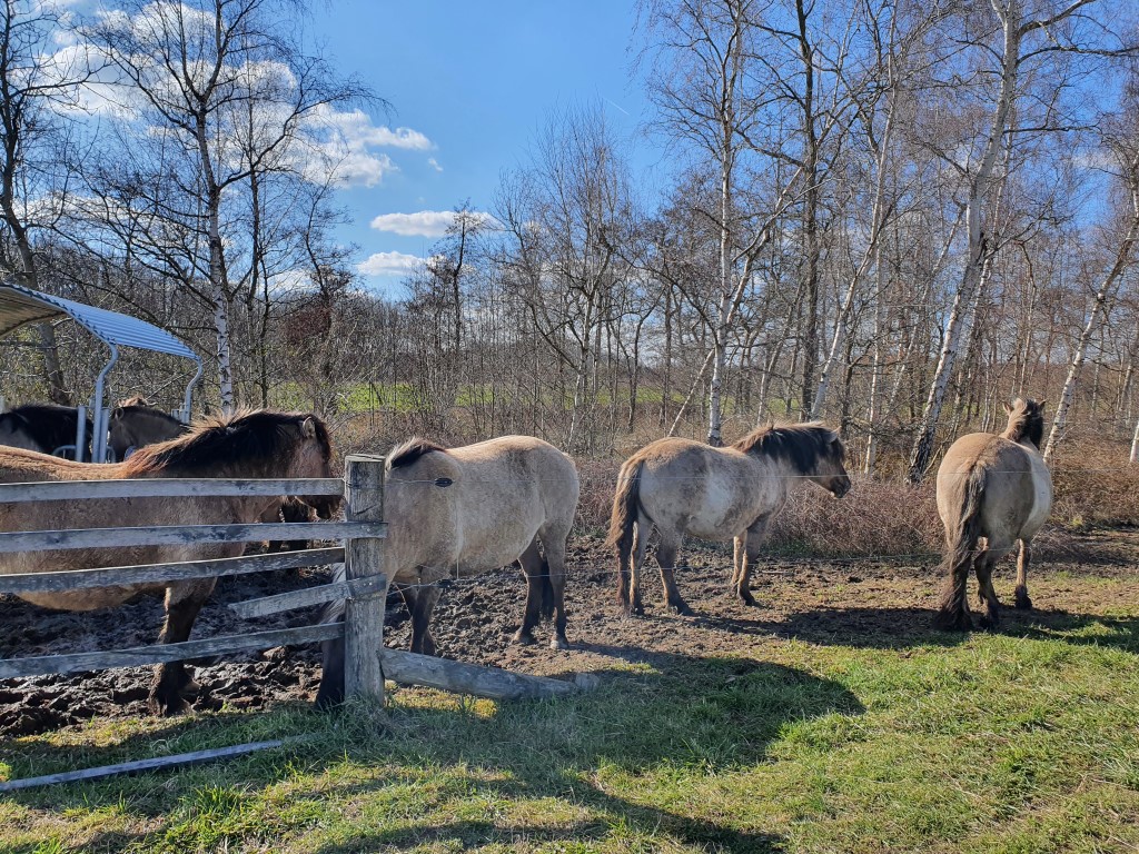 Webbekoms Broek in Diest: paradijs voor watervogels en wandelaars