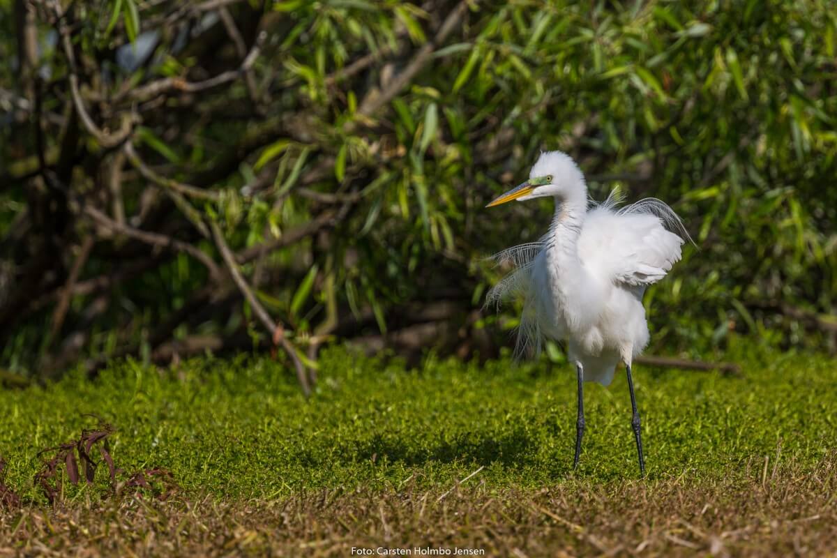 Florida – Hejre - Digifotogalleri