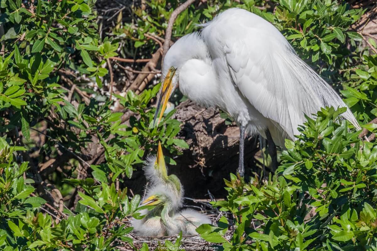 Florida – Hejre - Digifotogalleri