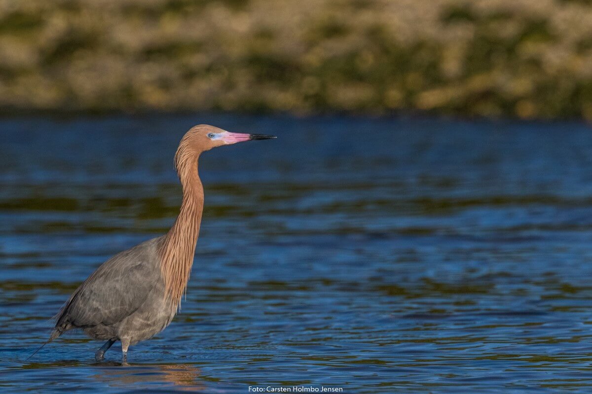 Florida – Hejre - Digifotogalleri