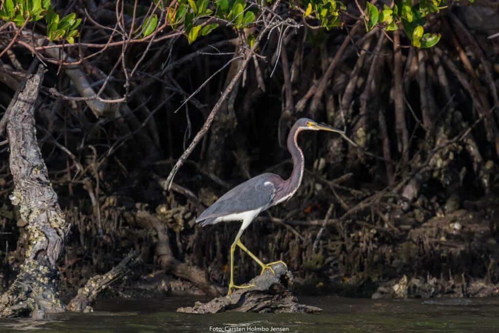 Florida – Hejre - Digifotogalleri