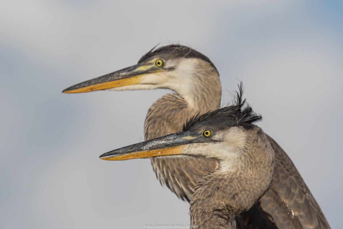 Florida – Hejre - Digifotogalleri