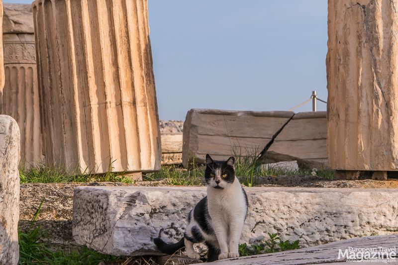 Cats of Athens | European Travel Magazine