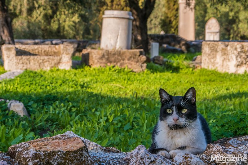 Cats of Athens | European Travel Magazine