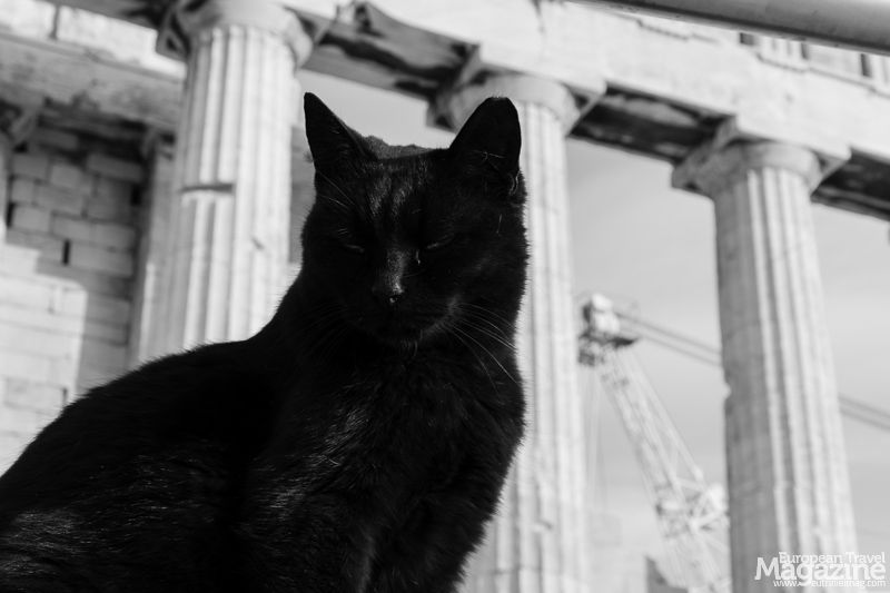 Cats of Athens | European Travel Magazine