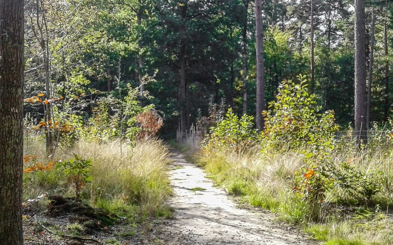 Wandeling Doorheen Heverleebos 6 Km Effen Weg Vzw