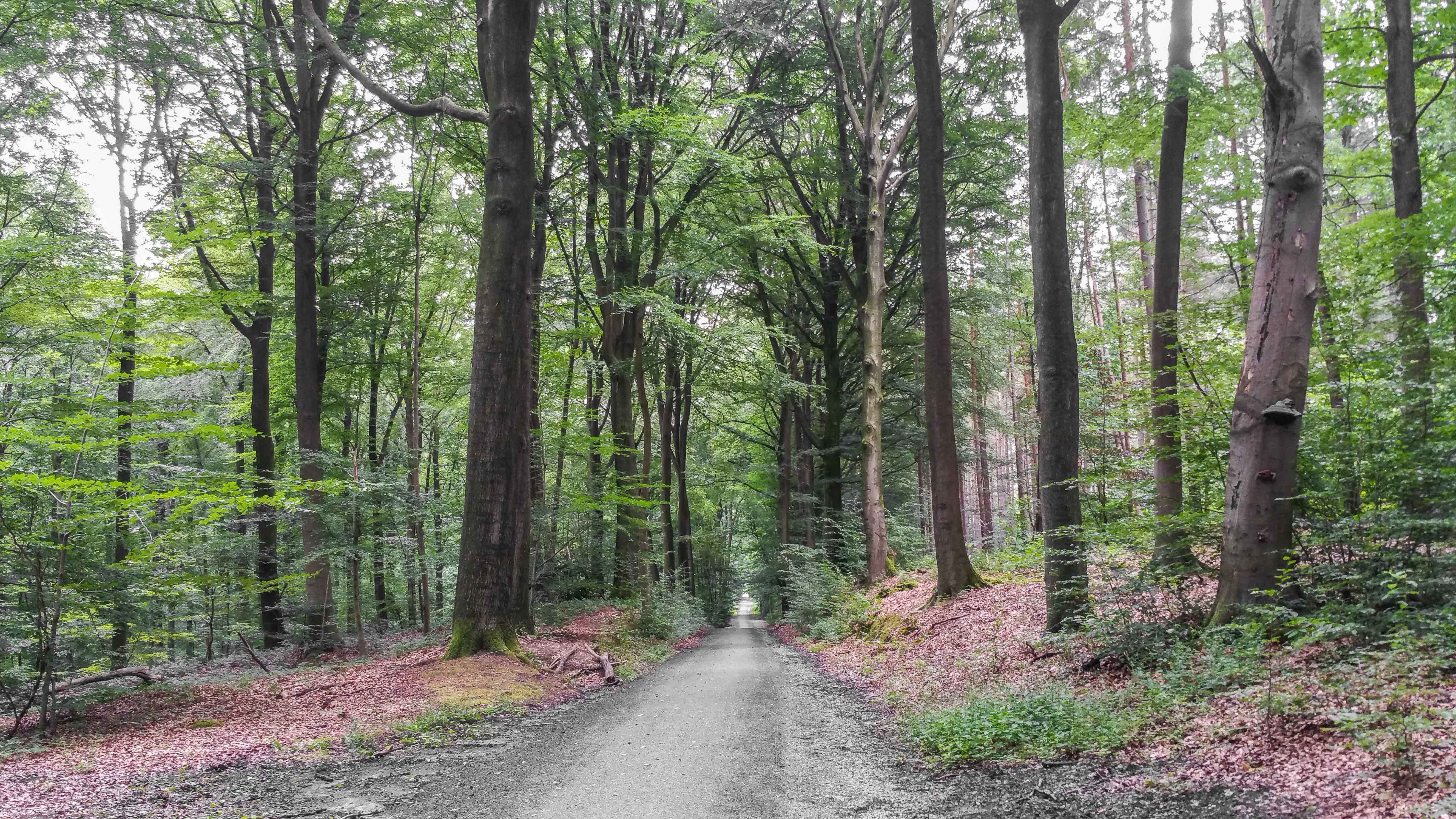 Wandeling Doorheen Heverleebos 6 Km Effen Weg Vzw